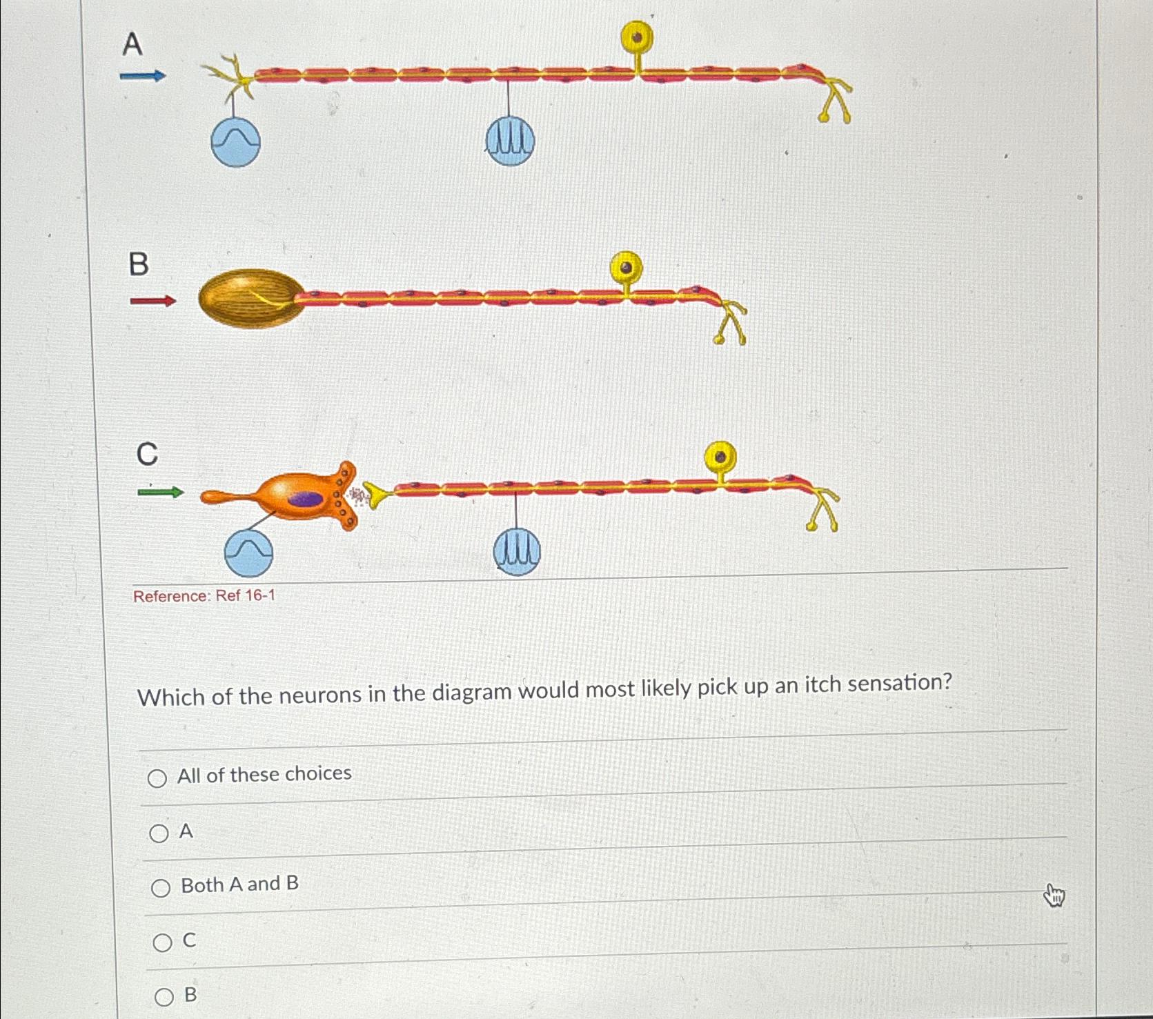 Solved →AReference: Ref 16-1Which of the neurons in the | Chegg.com