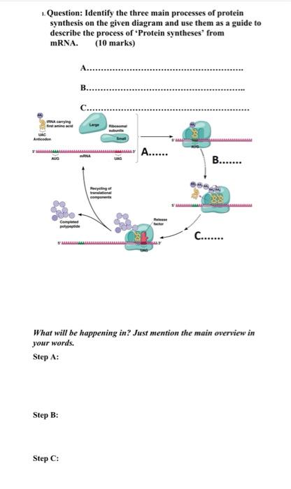 Protein Synthesis Steps Diagram