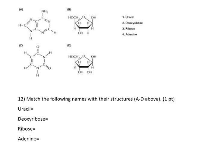 Solved (8) 1. Uracll 2. Deoxyribose 3. Ribose 4. Adenine (D) | Chegg.com