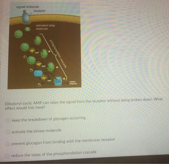 Solved signal molecule receptor activated relay molecule ADP | Chegg.com