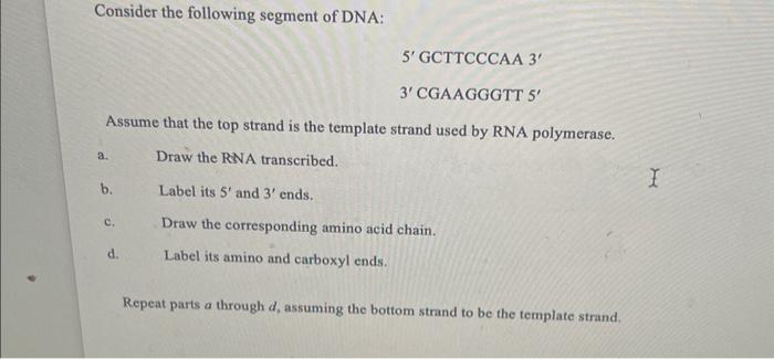 Consider the following segment of DNA: 5' GCTTCCCAA | Chegg.com