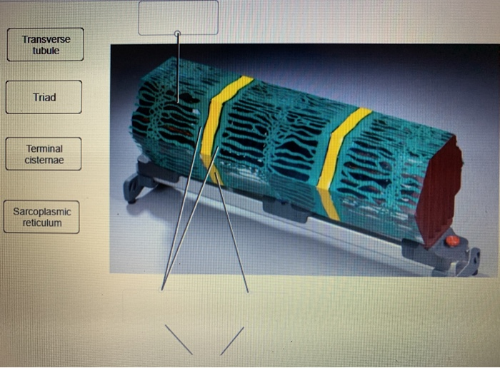 Solved Transverse tubule Triad Terminal cisternae | Chegg.com
