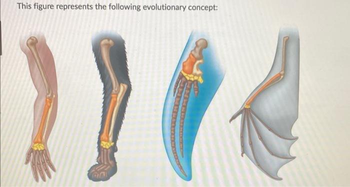 Solved This figure represents the following evolutionary | Chegg.com