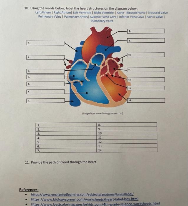 Solved 10. Using the words below, label the heart structures | Chegg.com