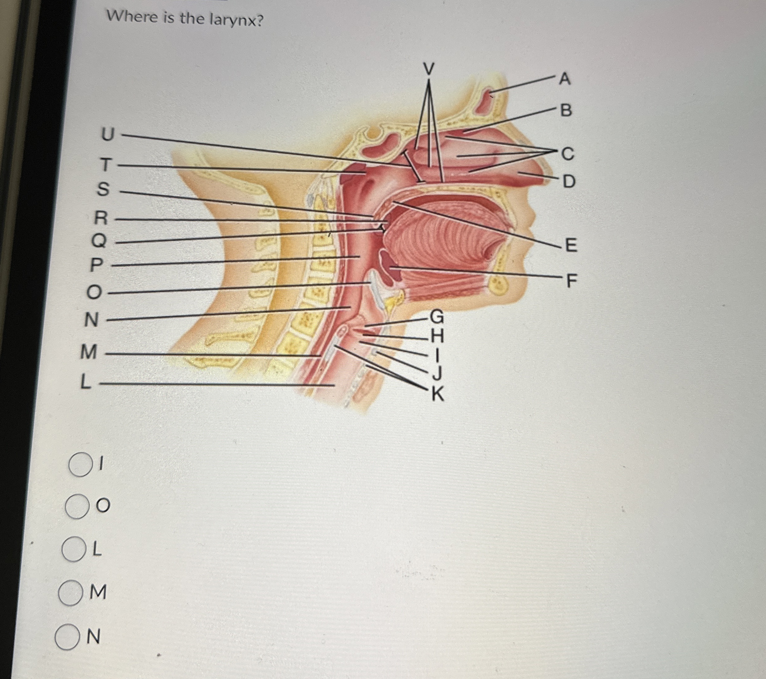 Solved Where is the larynx? 0 ﻿L ﻿M ﻿N | Chegg.com