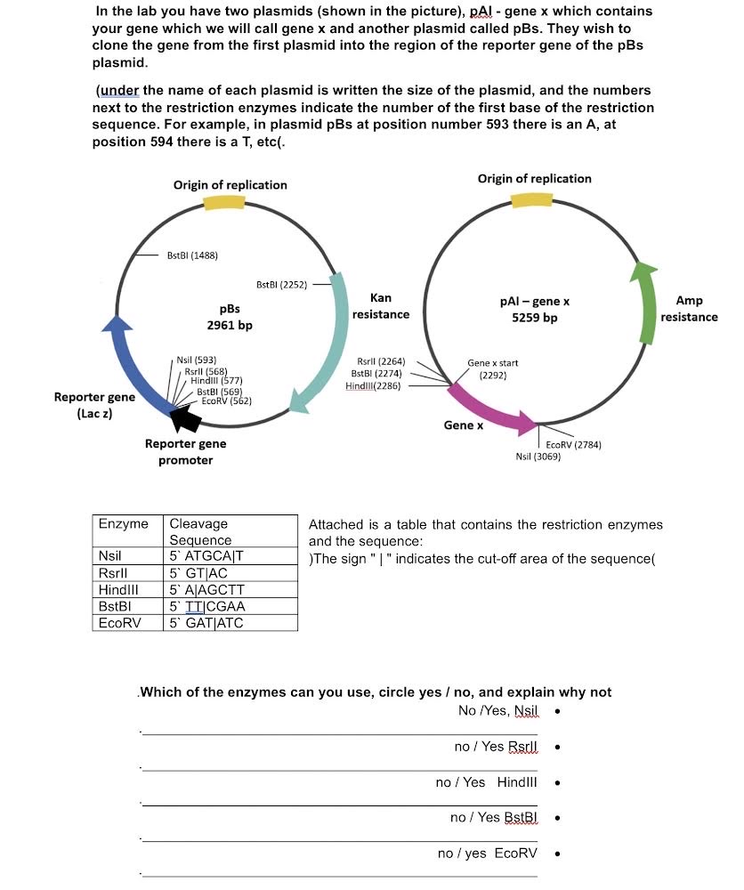 Solved In the lab you have two plasmids (shown in the | Chegg.com