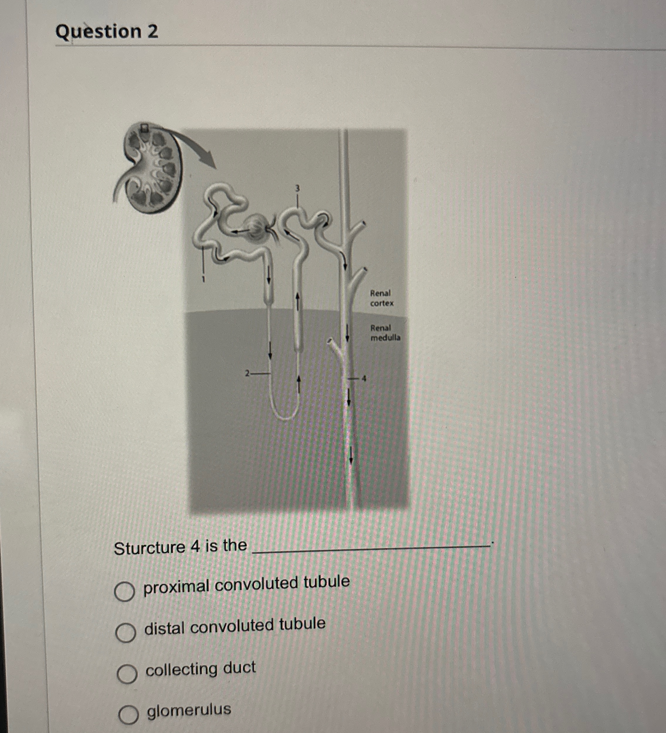 Solved Question 2Sturcture 4 ﻿is the q,proximal convoluted | Chegg.com