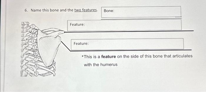 Solved 6. Name this bone and the two features. Bone: | Chegg.com