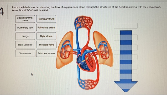 Solved place the labels in order denoting the flow of | Chegg.com