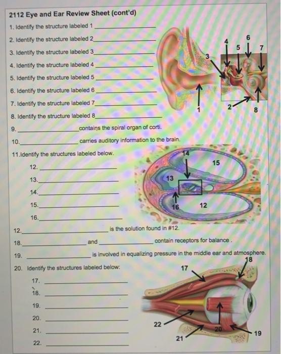 Solved 6 5 2112 Eye and Ear Review Sheet (cont'd) 1. | Chegg.com