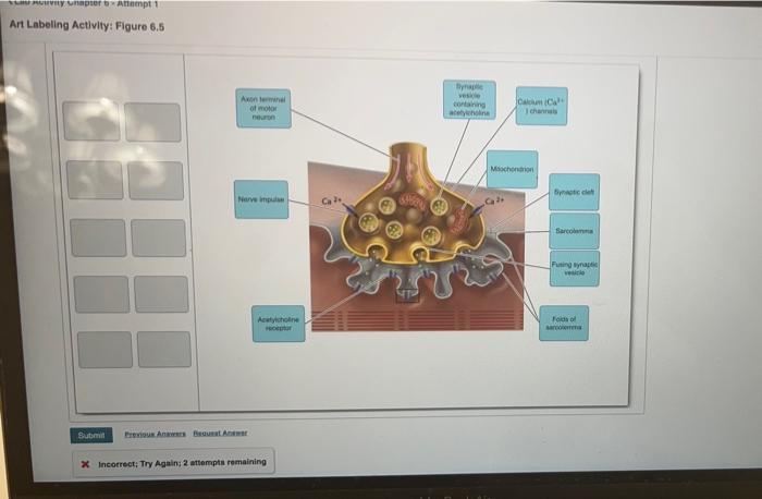 Solved Yapter Antempt 1 Art Labeling Activity: Figure 6.5 | Chegg.com
