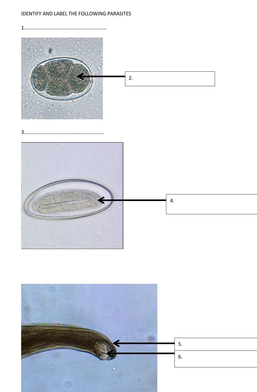 Solved IDENTIFY AND LABEL THE FOLLOWING PARASITES | Chegg.com