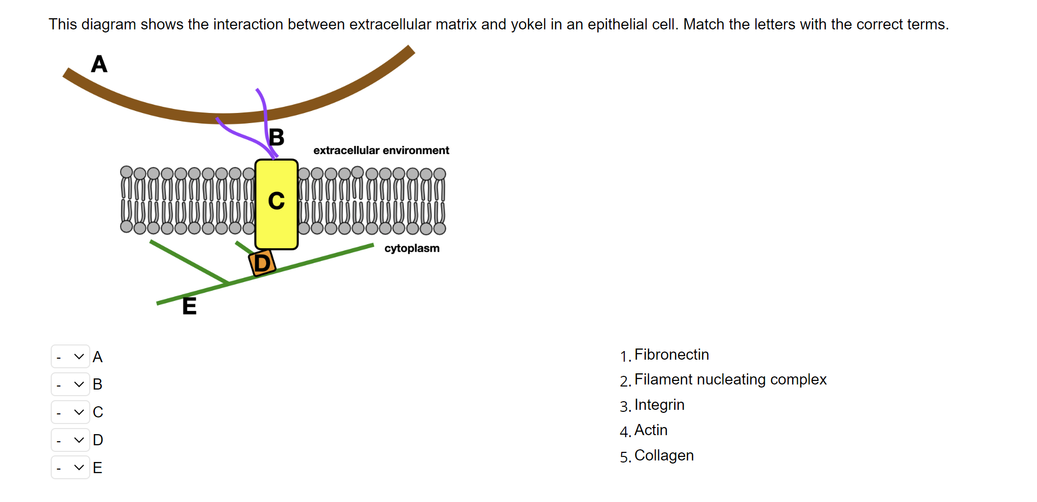 Solved This diagram shows the interaction between | Chegg.com