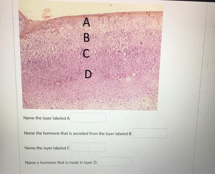 Solved A B С D Name the specific GI tract region labeled A | Chegg.com
