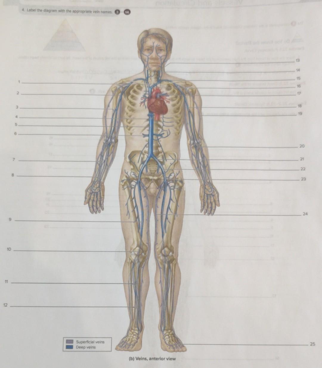 Label the diagram with the appropriate vein names. | Chegg.com