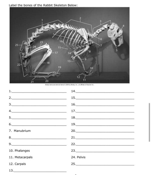 Solved Label the bones of the Rabbit Skeleton Below: 23 16 | Chegg.com