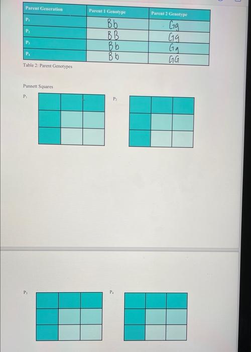 Solved Parent Generation Parent Genotype Partet Genotype Bb | Chegg.com
