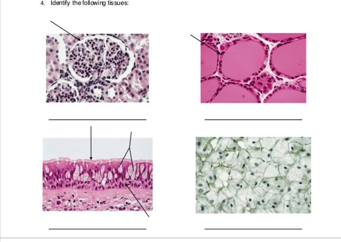Solved 4. Identify the following tissues: | Chegg.com