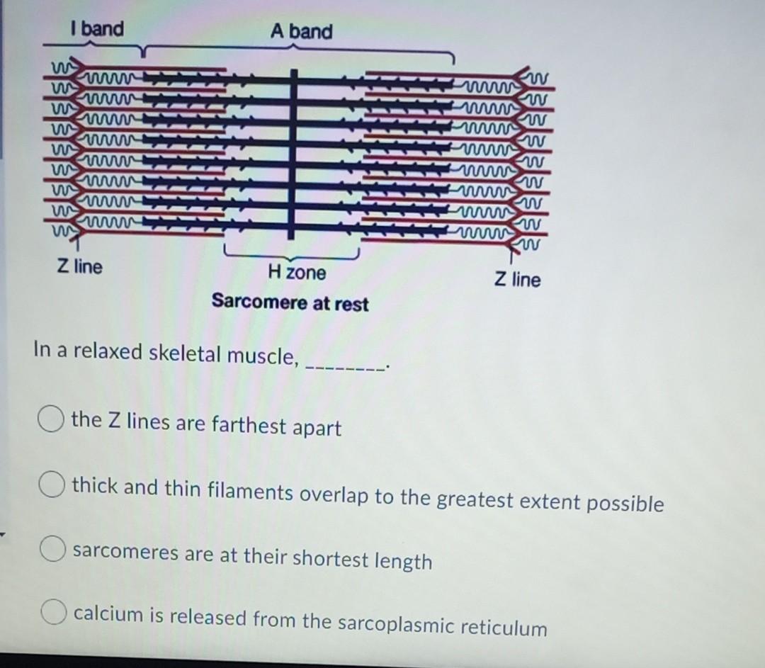 Solved I band A band W W w Z line H zone Sarcomere at rest Z | Chegg.com