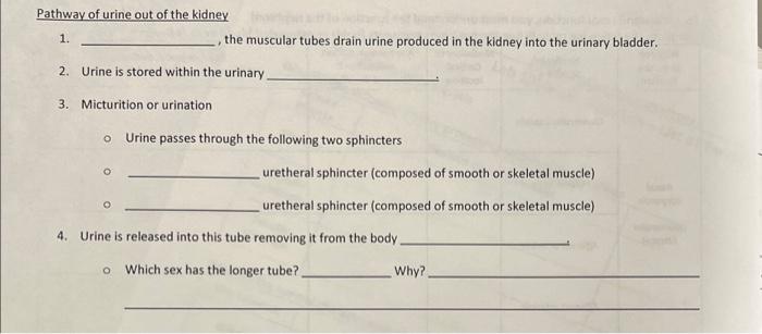 Solved Urinary System Anatomy Pathway of urine out of the | Chegg.com