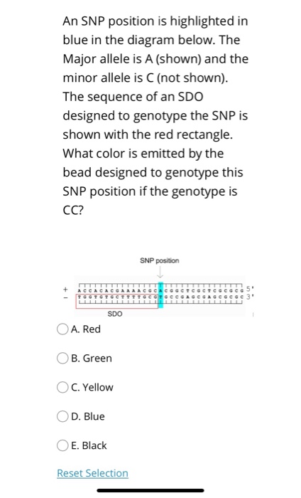 An SNP position is highlighted in blue in the diagram | Chegg.com