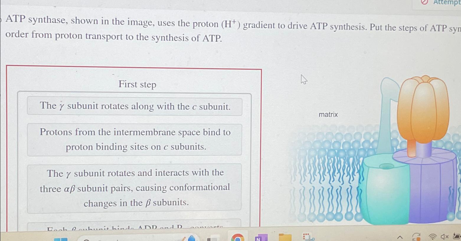 Solved ATP synthase, shown in the image, uses the proton | Chegg.com