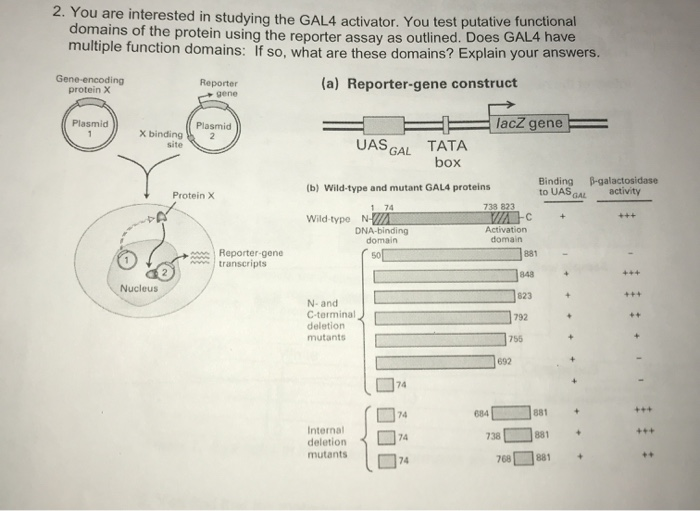 Solved 2. You are interested in studying the GAL4 activator. | Chegg.com