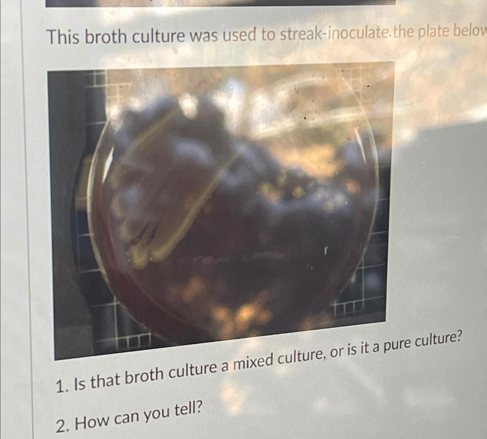 Solved This broth culture was used to streak-inoculate the | Chegg.com