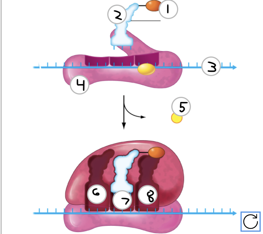 Solved AInitiation factorBCodon-anticodon matchCA siteDE | Chegg.com