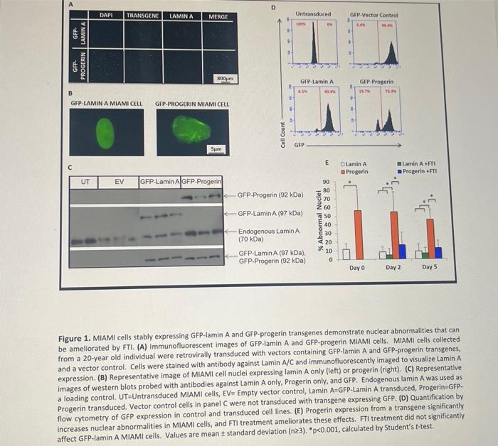 Figure 1. MIAMI cells stably expressing GFP-lamin A | Chegg.com
