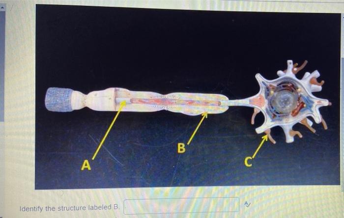 Solved B A Identify the structure labeled B | Chegg.com