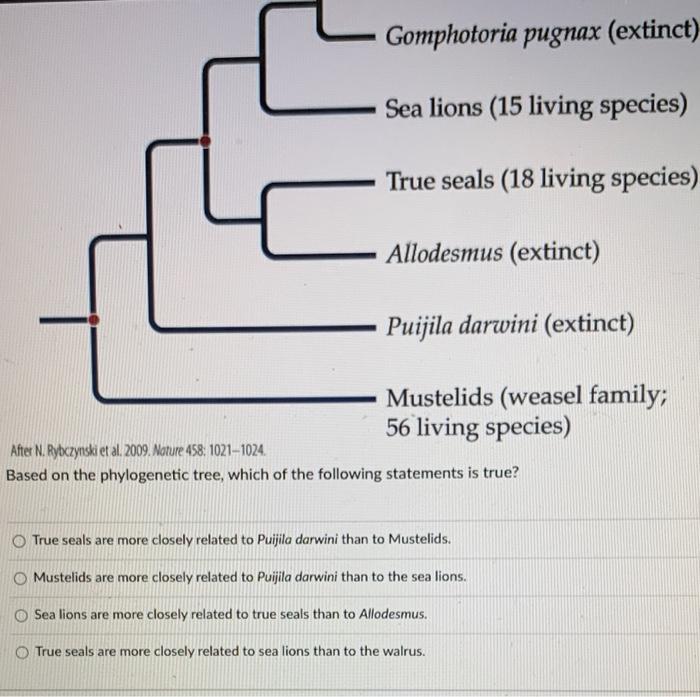 Solved Refer to the phylogenetic tree. Walrus (1 living | Chegg.com