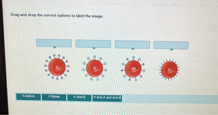 Solved Drag and drop the correct options to label the image. | Chegg.com