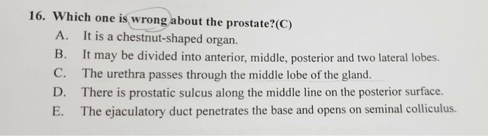 Solved 16. Which one is wrong about the prostate?(C) A. It | Chegg.com