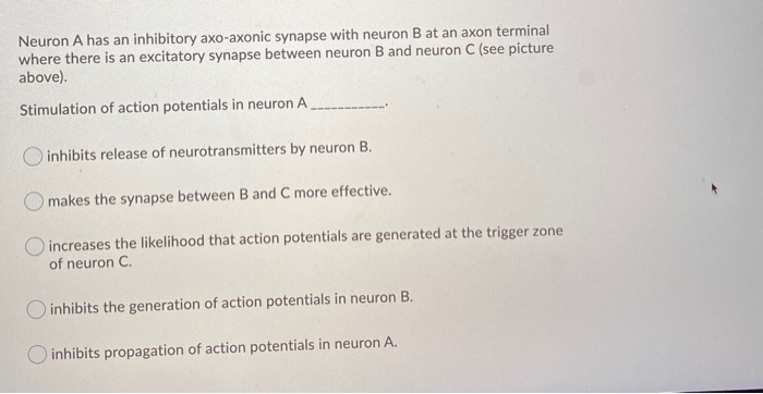 Solved Neuron A has an inhibitory axo-axonic synapse with | Chegg.com