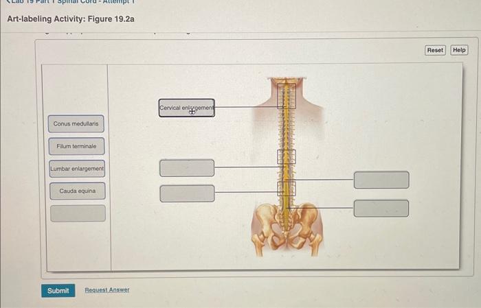 Art-labeling Activity: Figure 19.2a | Chegg.com