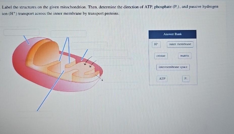 Solved Label the structures on the given mitochondrion. | Chegg.com