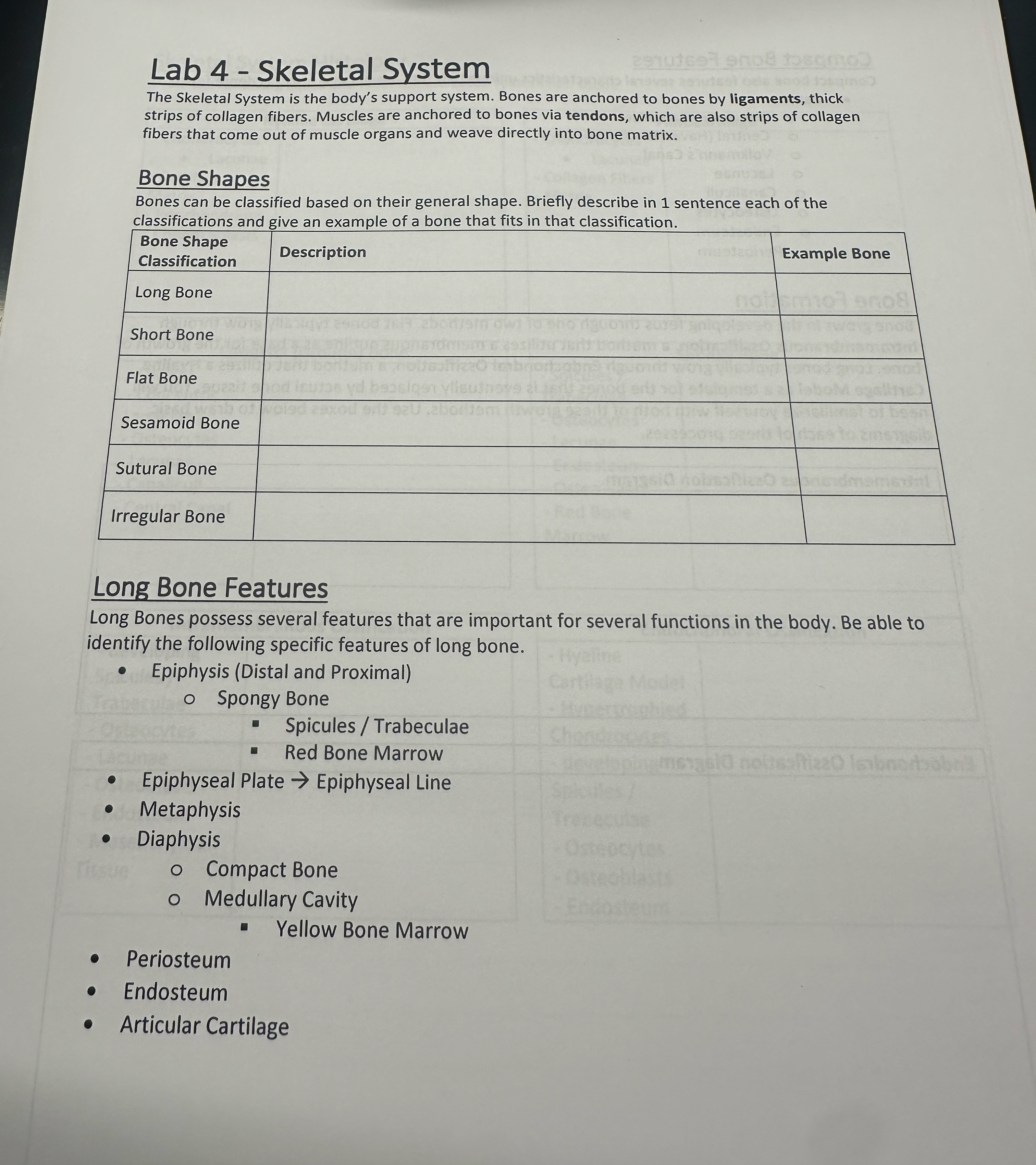 [Solved]: Lab 4 - Skeletal System The Skeletal System is the