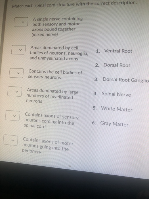 Solved Match each spinal cord structure with the correct | Chegg.com