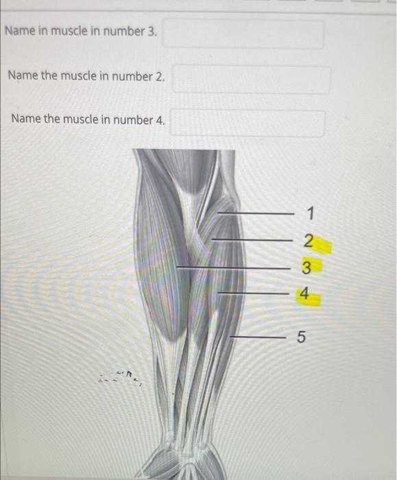 Solved Name in muscle in number 3. Name the muscle in number | Chegg.com
