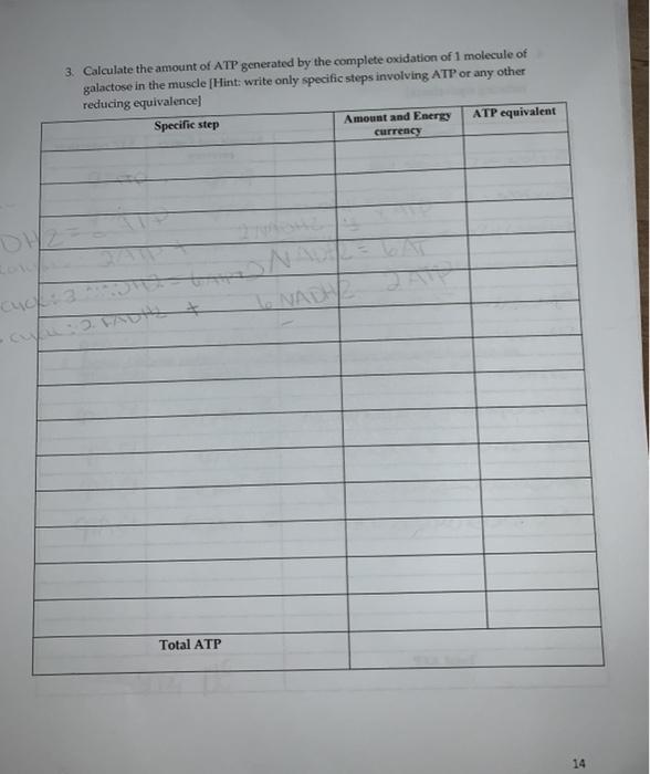 Solved 3. Calculate the amount of ATP generated by the | Chegg.com