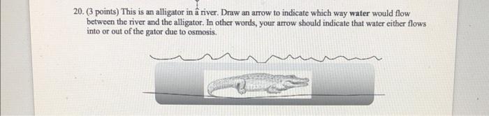 Solved 20. ( 3 points) This is an alligator in a river. Draw | Chegg.com