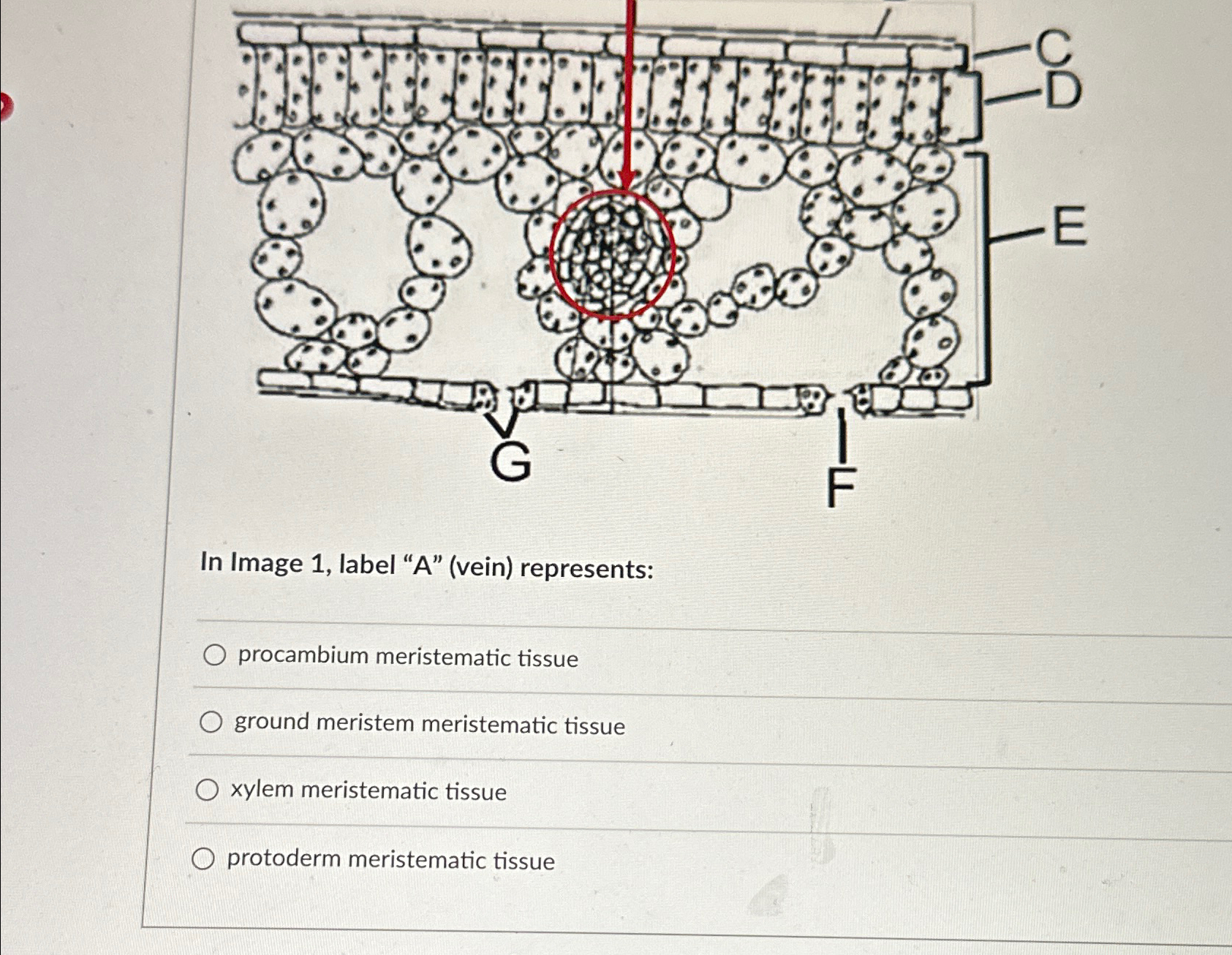 Solved In Image 1, ﻿label "A" (vein) ﻿represents:procambium | Chegg.com