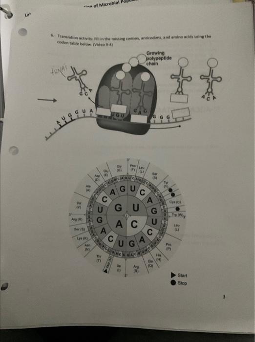 Solved codon table below (Vided s.A) | Chegg.com