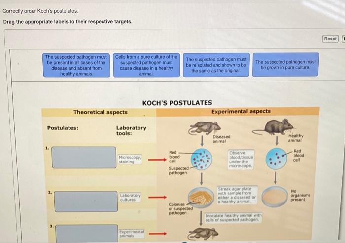 Solved Correctly order Koch's postulates, Drag the | Chegg.com