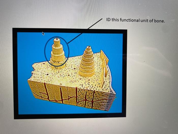 Solved ID this functional unit of bone. | | Chegg.com