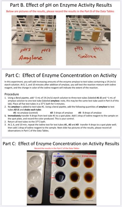 Solved Amylase is an enzyme present in saliva, and the | Chegg.com