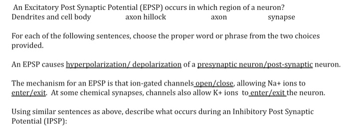 Solved An Excitatory Post Synaptic Potential (EPSP) occurs | Chegg.com