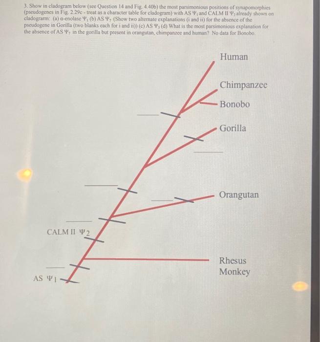 Solved 3. Show in cladogram below (see Question 14 and Fig. | Chegg.com
