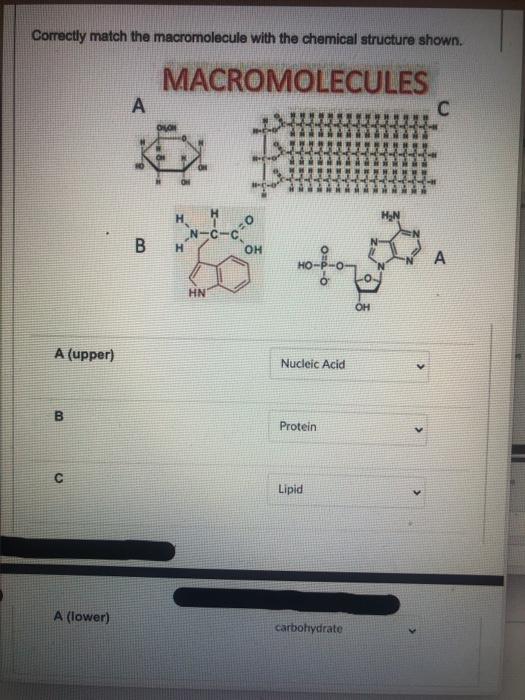 Solved Correctly match the macromolecule with the chemical | Chegg.com